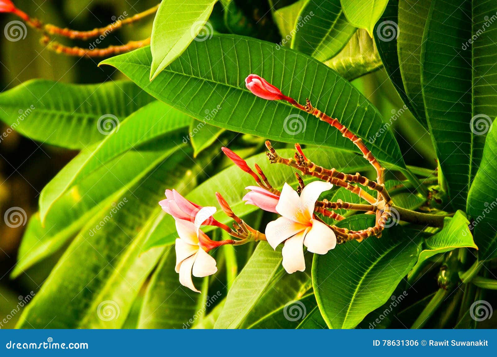 Thai chaba flower stock photo. Image of chaba, flower - 78631306