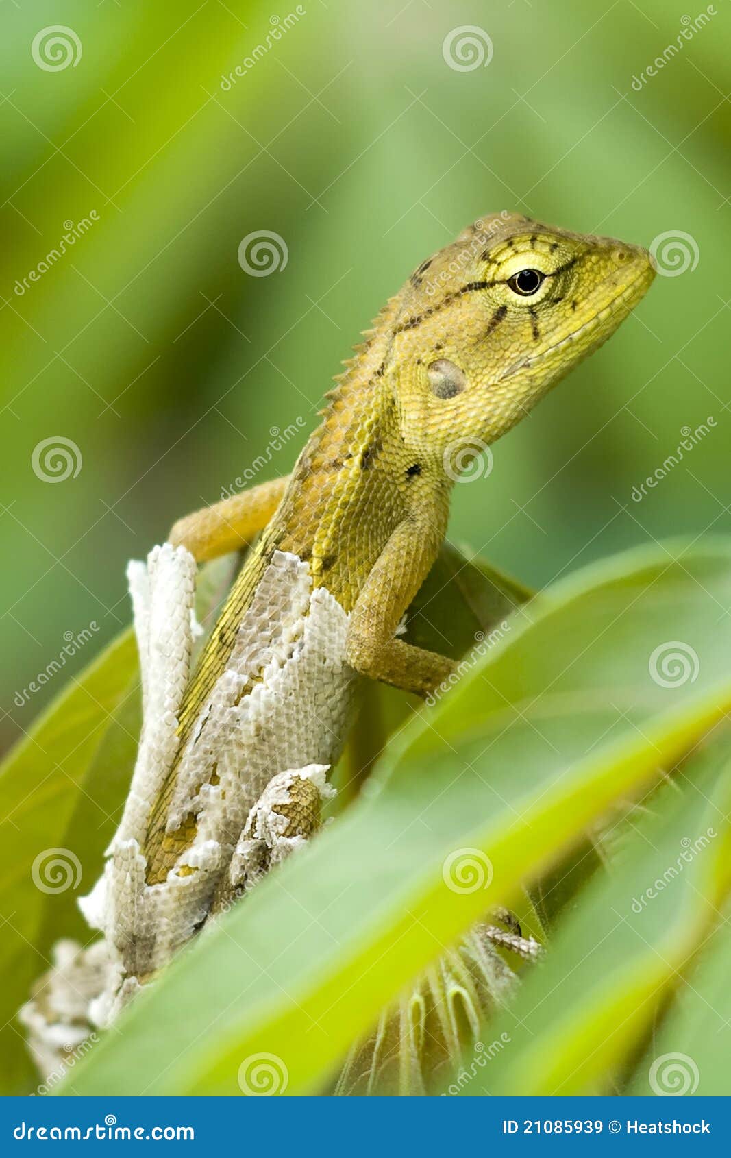Thai chameleon on tree stock image. Image of branch, nature - 21085939