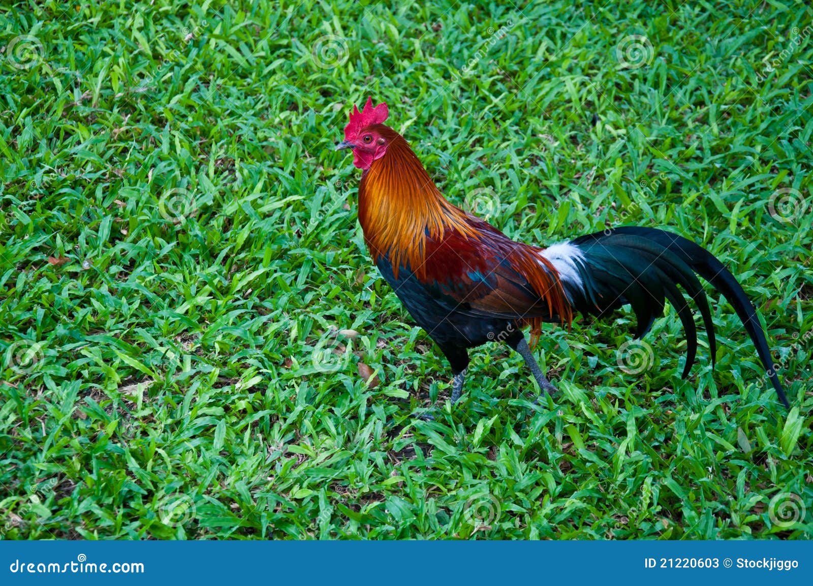 Thai chicken stock image. Image of bantam, high, bird - 21220603