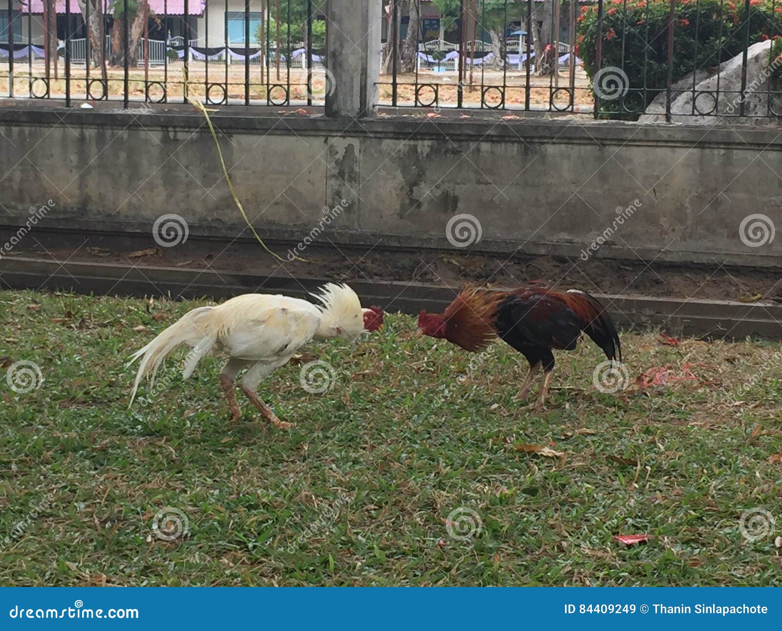 Thai Chicken Fight stock image. Image of fight, fighting - 84409249