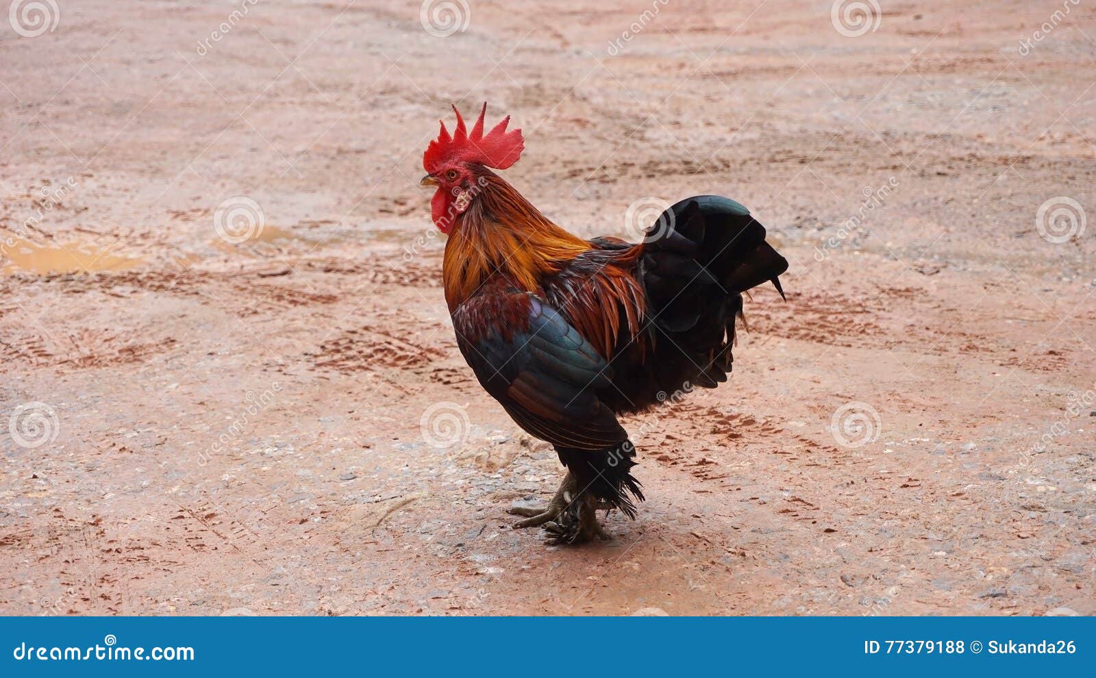 Thai Chicken Fighter stock photo. Image of black, feather - 77379188