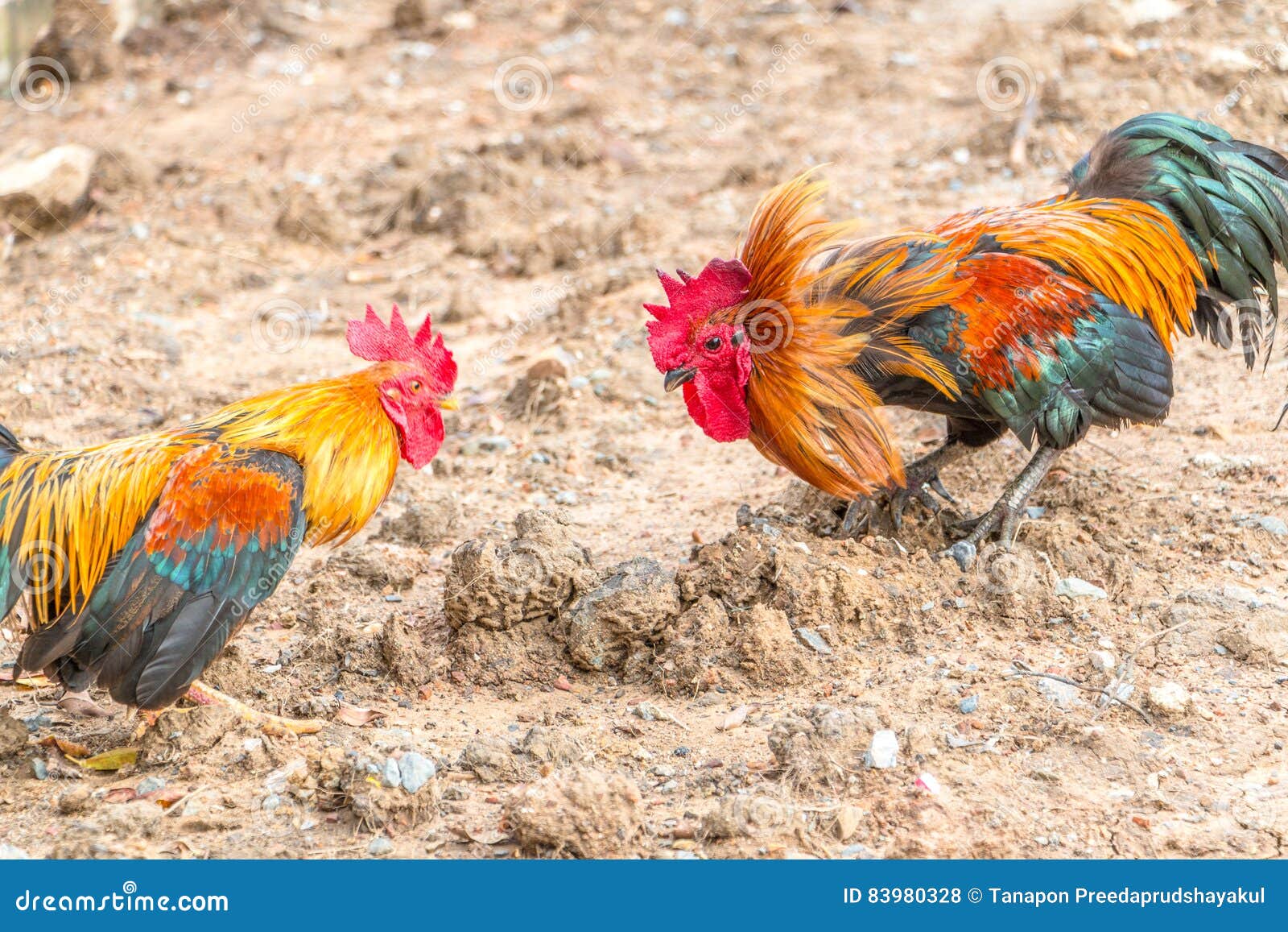 Thai chicken. stock photo. Image of thai, farming, rural - 83980328