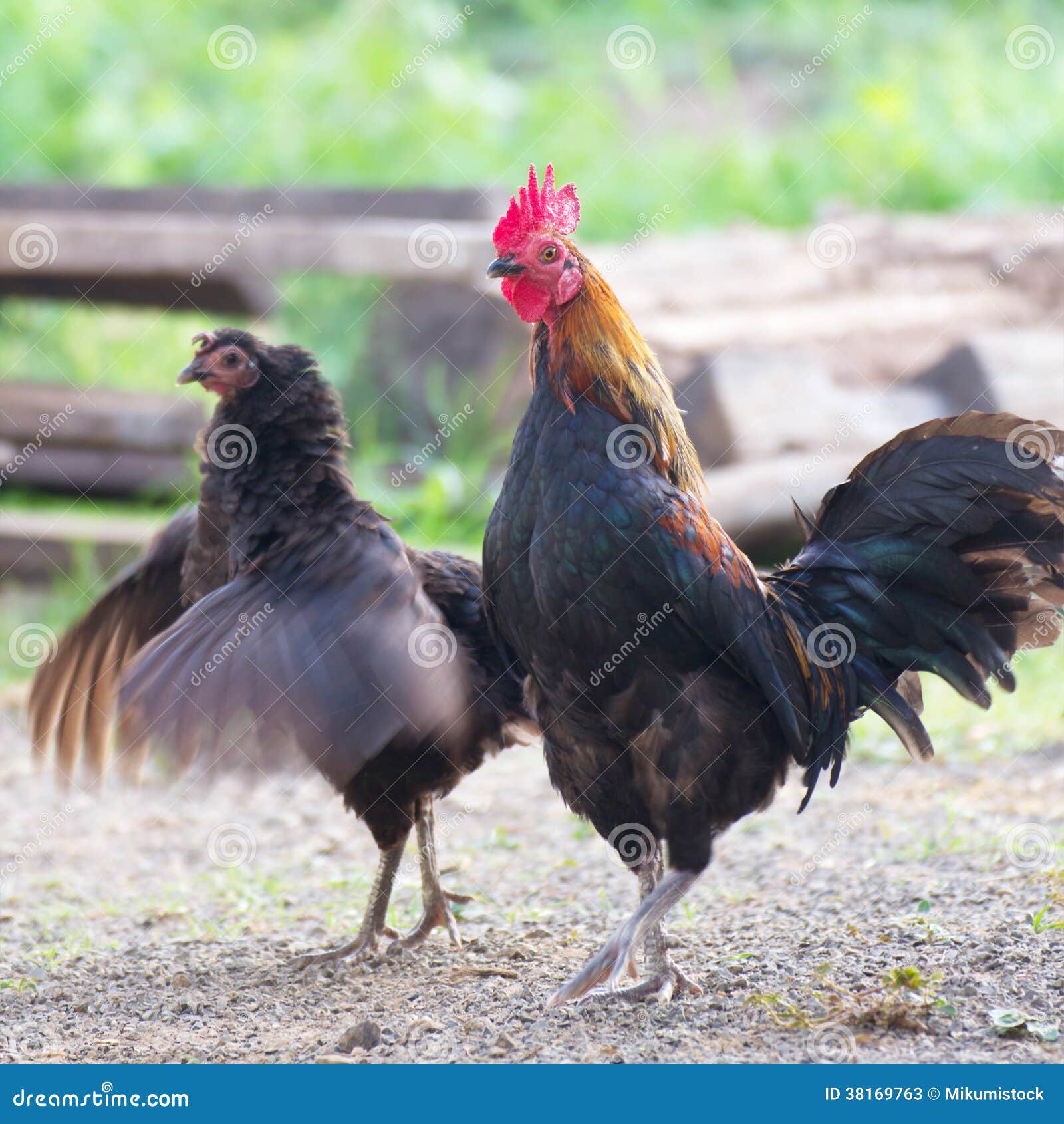 Thai chicken pair stock image. Image of fowl, morning - 38169763