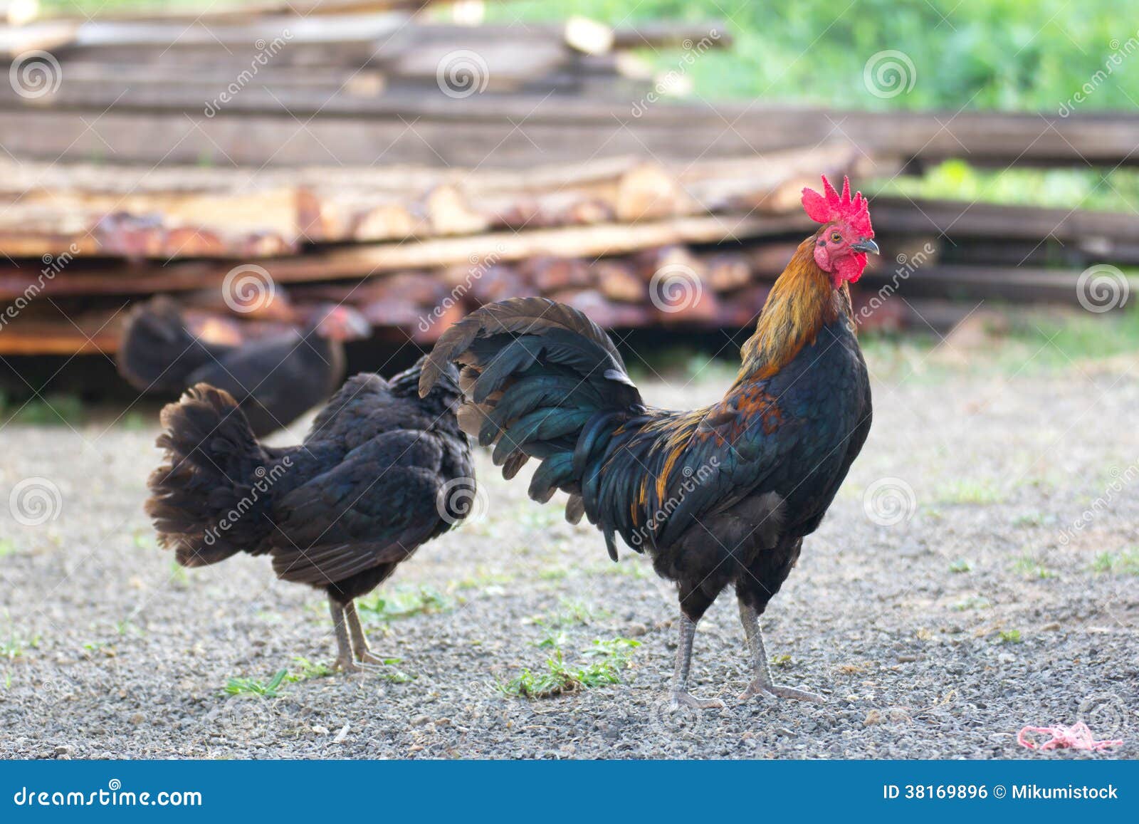 Thai chicken pair stock photo. Image of asia, colorful - 38169896