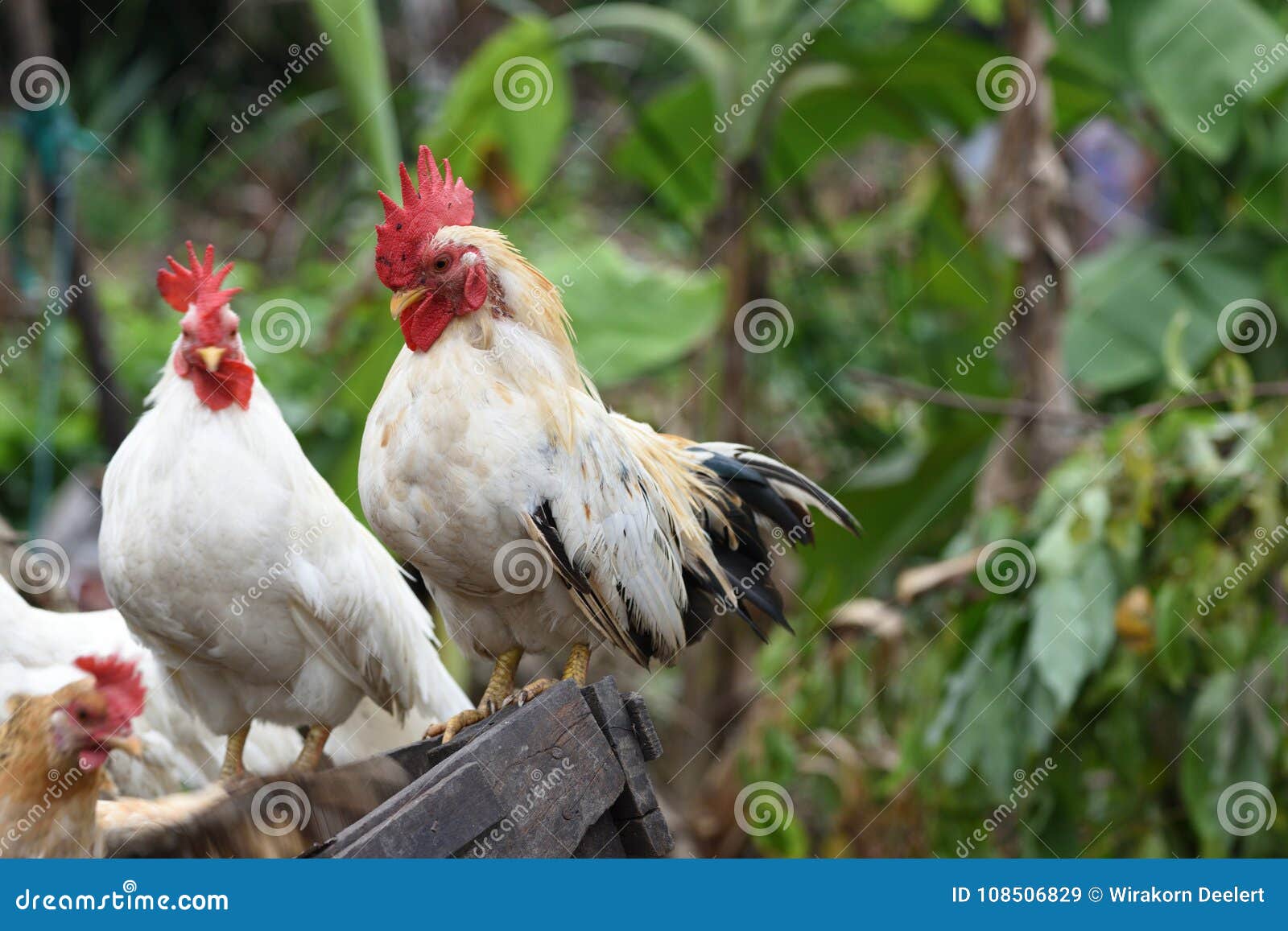 Thai Chicken Stand on the Old Block Wood Stock Image - Image of design ...