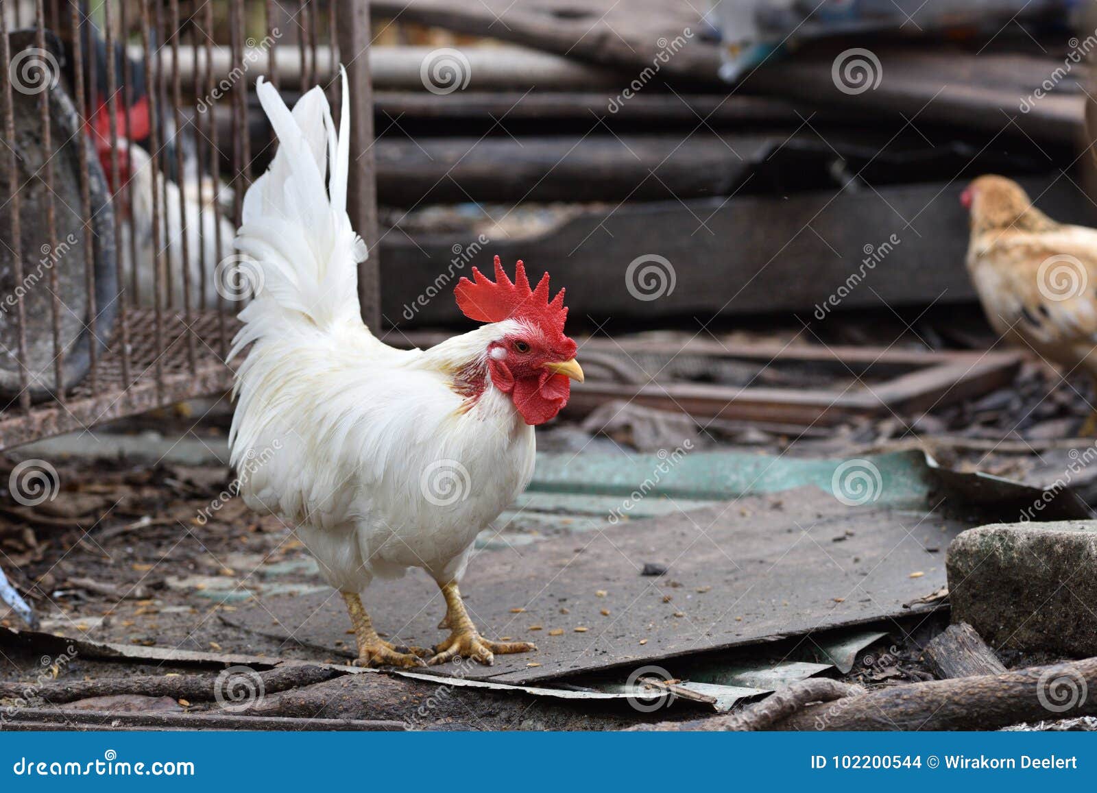 Thai Chicken Stand on the Old Block Wood Stock Photo - Image of chicken ...