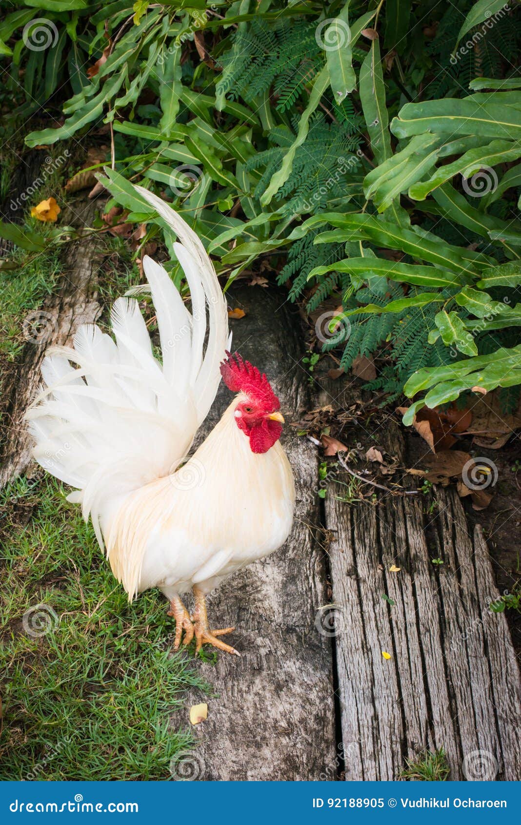 Thai chicken stock image. Image of leghorn, folk, rural - 92188905