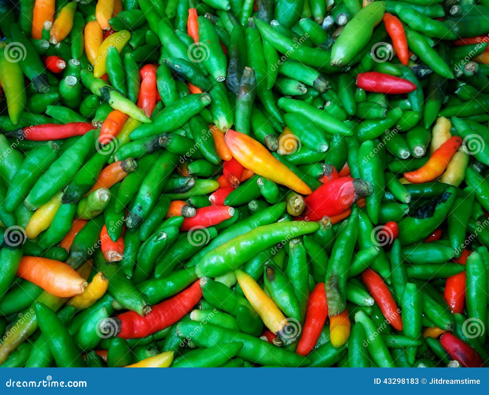 Thai Chilli Tree. Stock Photography | CartoonDealer.com #86235080