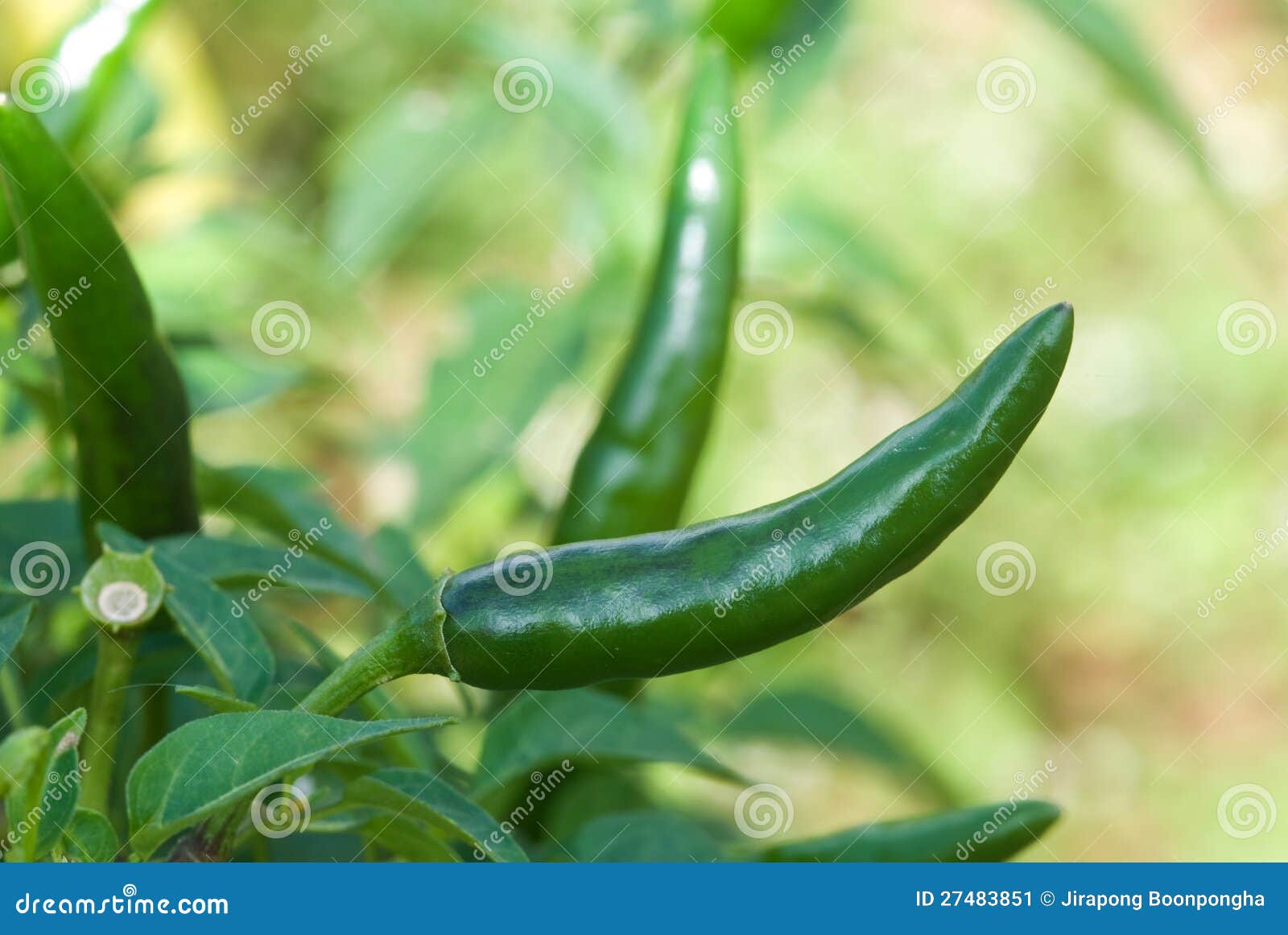 Thai Chilli Tree Agriculteral in Organic Farm Stock Image - Image of ...