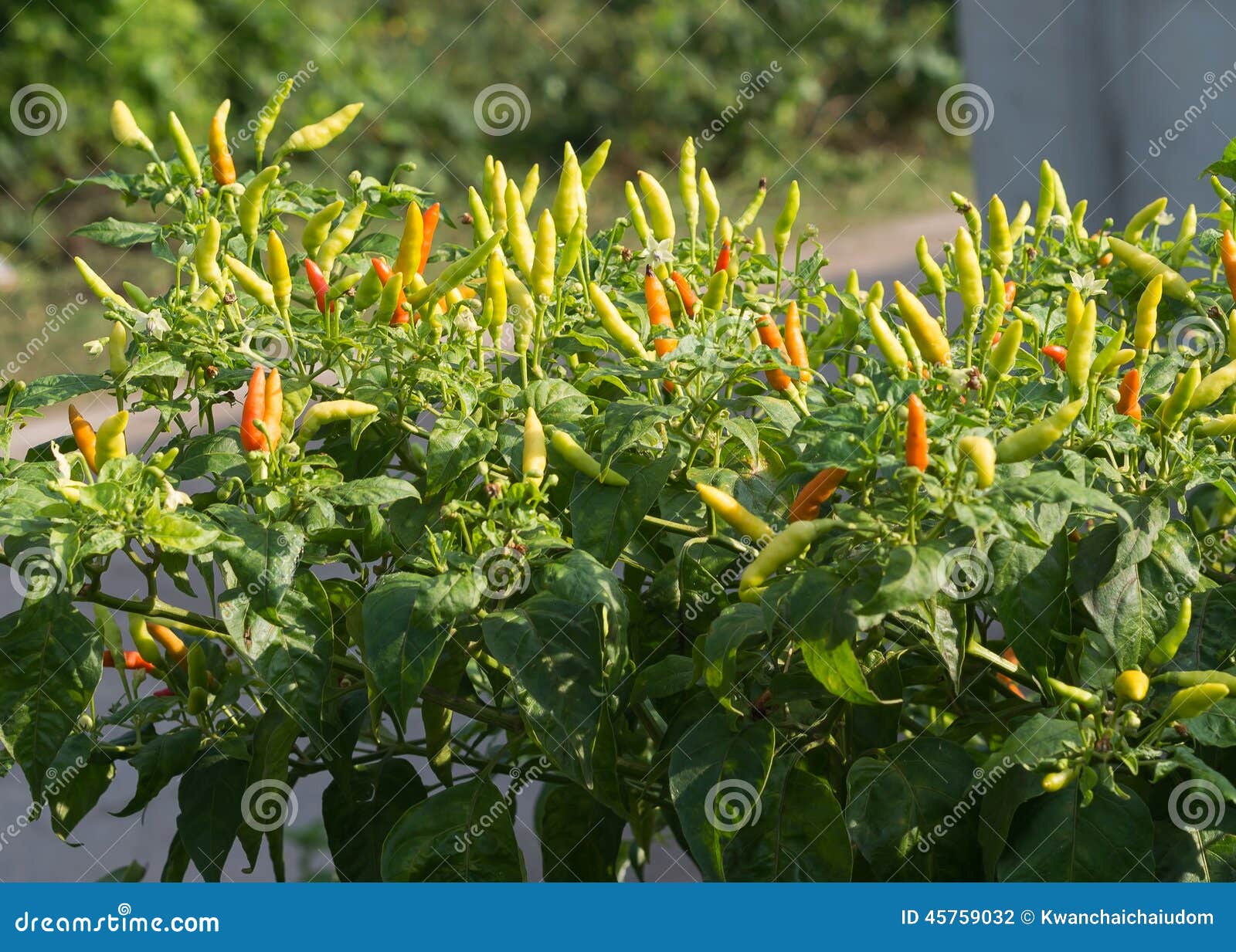 Thai Chilli tree stock photo. Image of habanero, foliage - 45759032