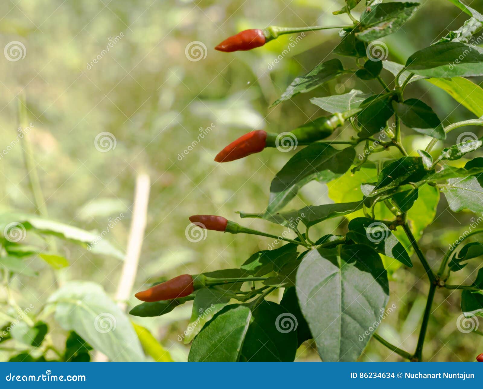 Thai chilli tree. stock photo. Image of health, growing - 86234634