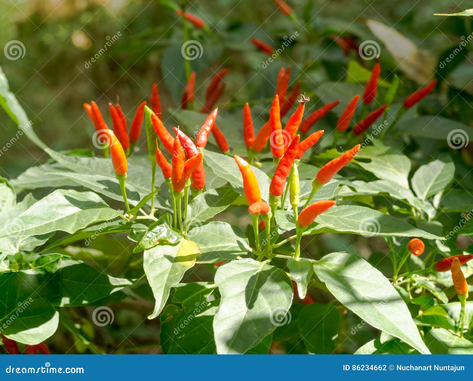 Thai chilli tree. stock photo. Image of chilli, garden - 86234662
