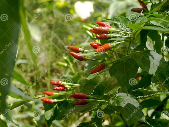 Thai chilli tree. stock photo. Image of thai, growing - 86234880