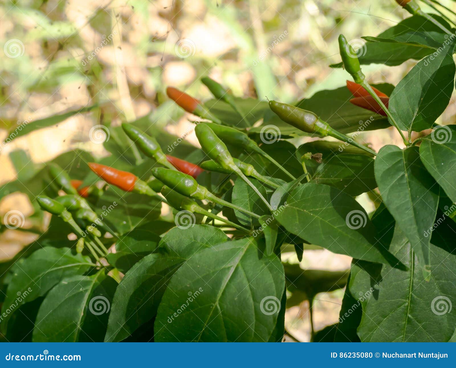 Thai Chilli Tree. Stock Photography | CartoonDealer.com #86235080