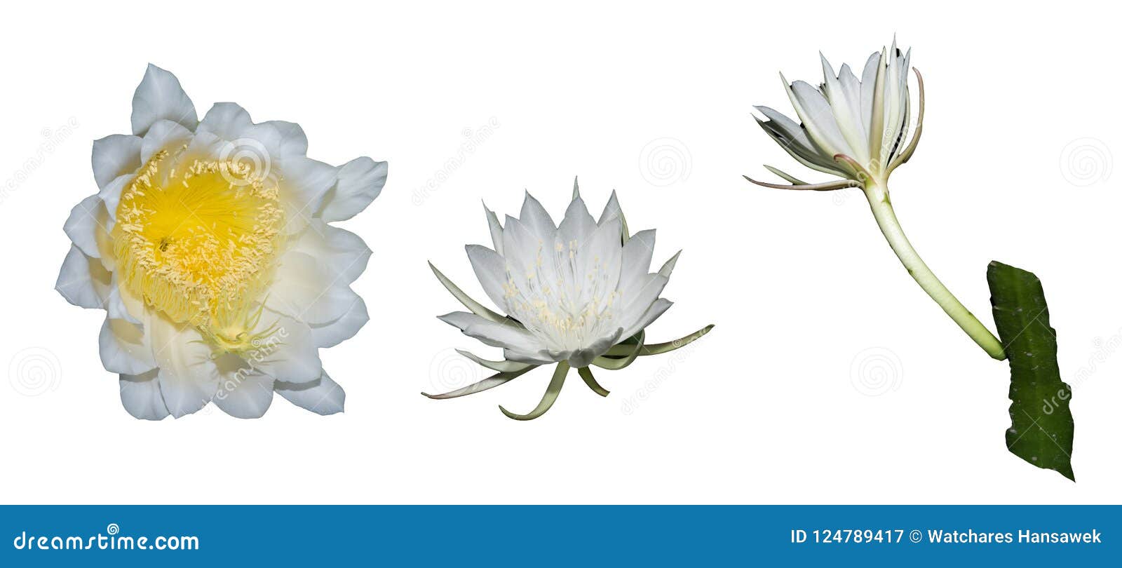 THAI Climbing Cactus Flower,in Thailand is Called `BOTAN Flower ...