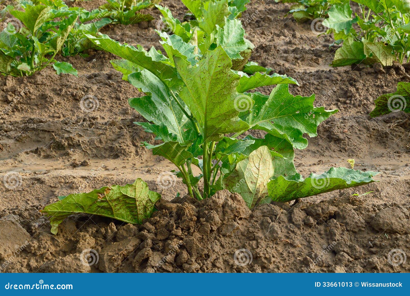 Thai Cockroach Berry Tree in Vegetable Garden Stock Image - Image of ...