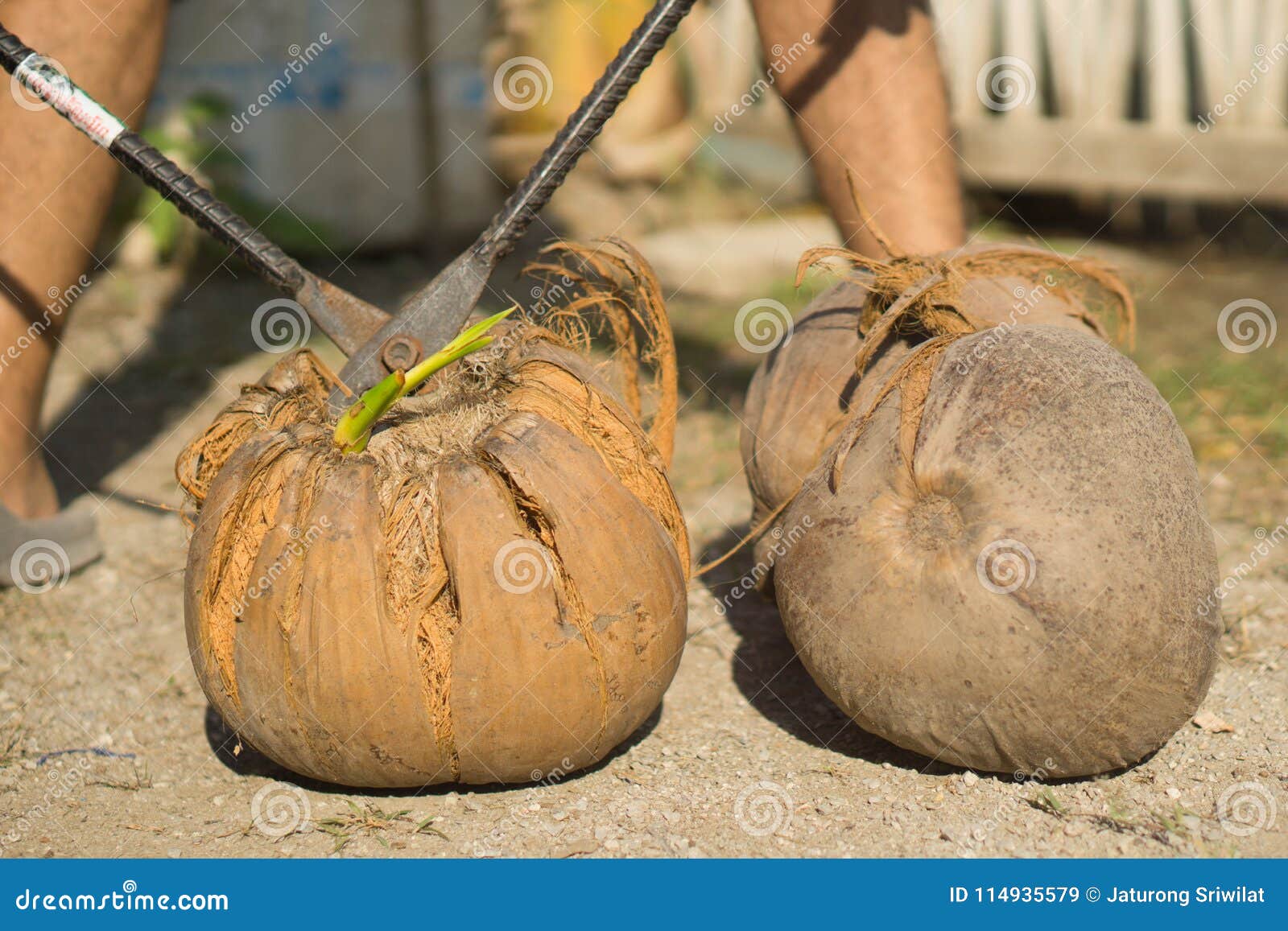 Thai Coconut Peeling Machine Stock Image - Image of brown, healthy ...