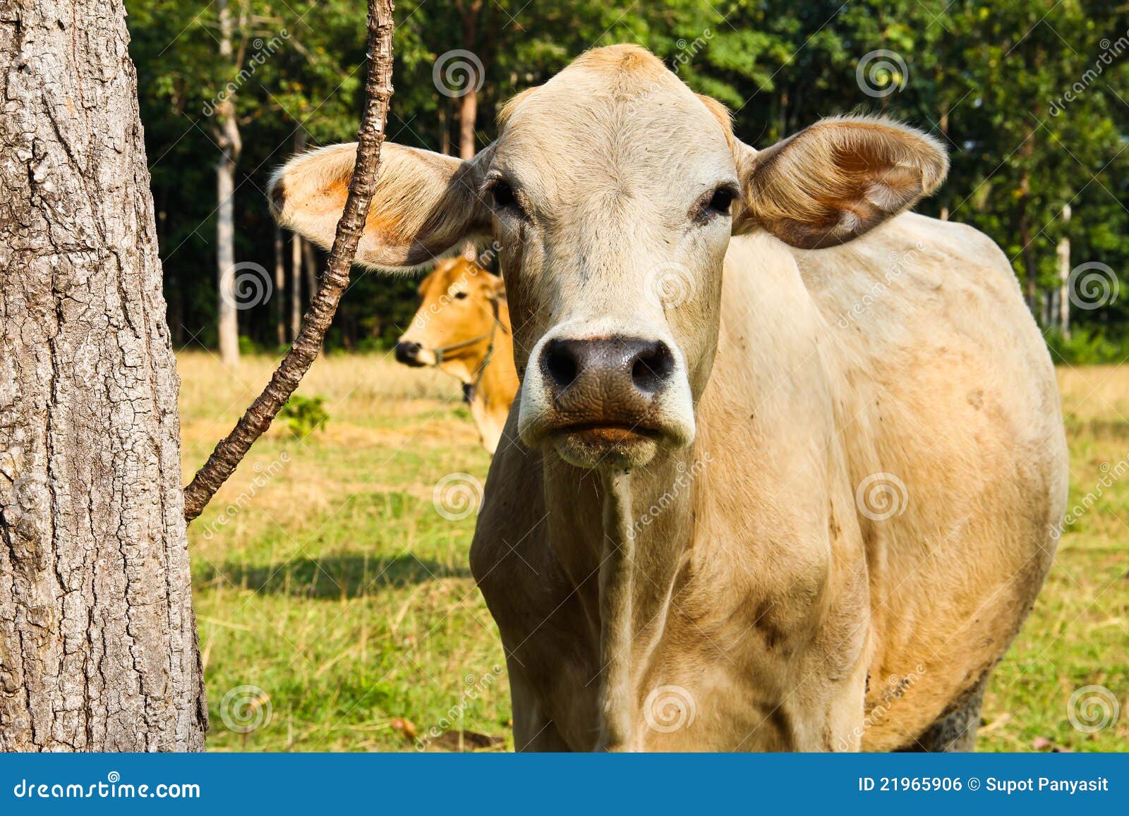 Thai Cow stock photo. Image of field, country, grass - 21965906