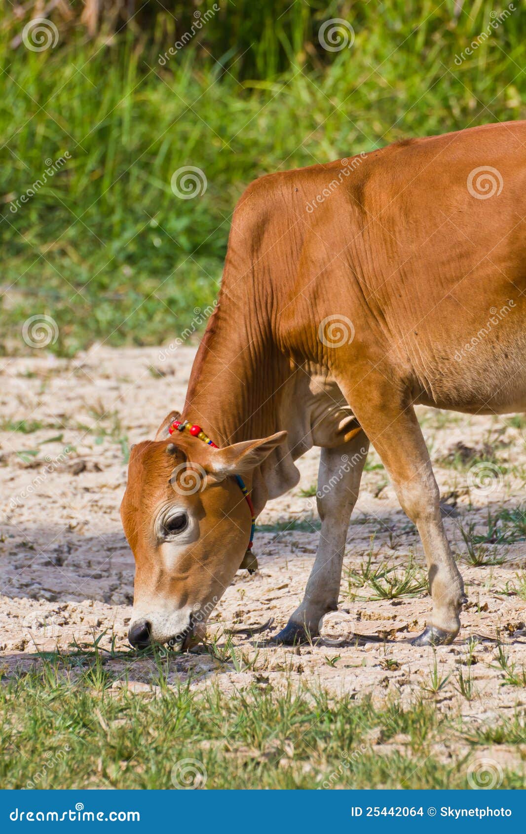 Thai cow stock photo. Image of green, brown, agriculture - 25442064