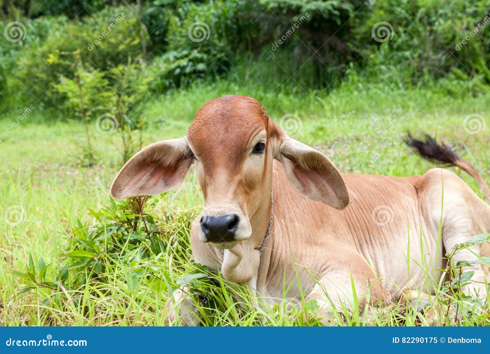 Thai cow calf stock image. Image of thai, animal, herd - 82290175