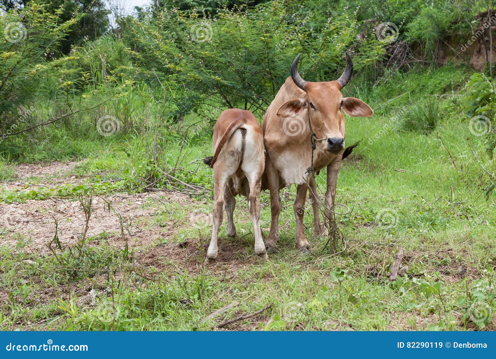 Thai cow and calf stock image. Image of bovine, country - 82290119