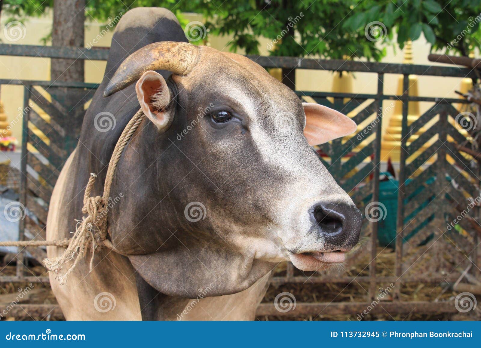Thai Cow Eating Grass in Farm in Thailand Stock Image - Image of feed ...