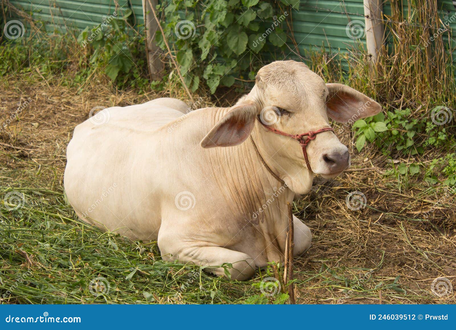 Thai Cow in Farm Animal Mammal Stock Photo - Image of bovine, livestock ...