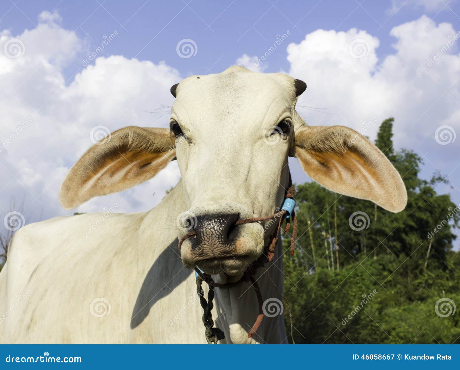 Thai cow stock image. Image of brown, graze, fresh, country - 46058667