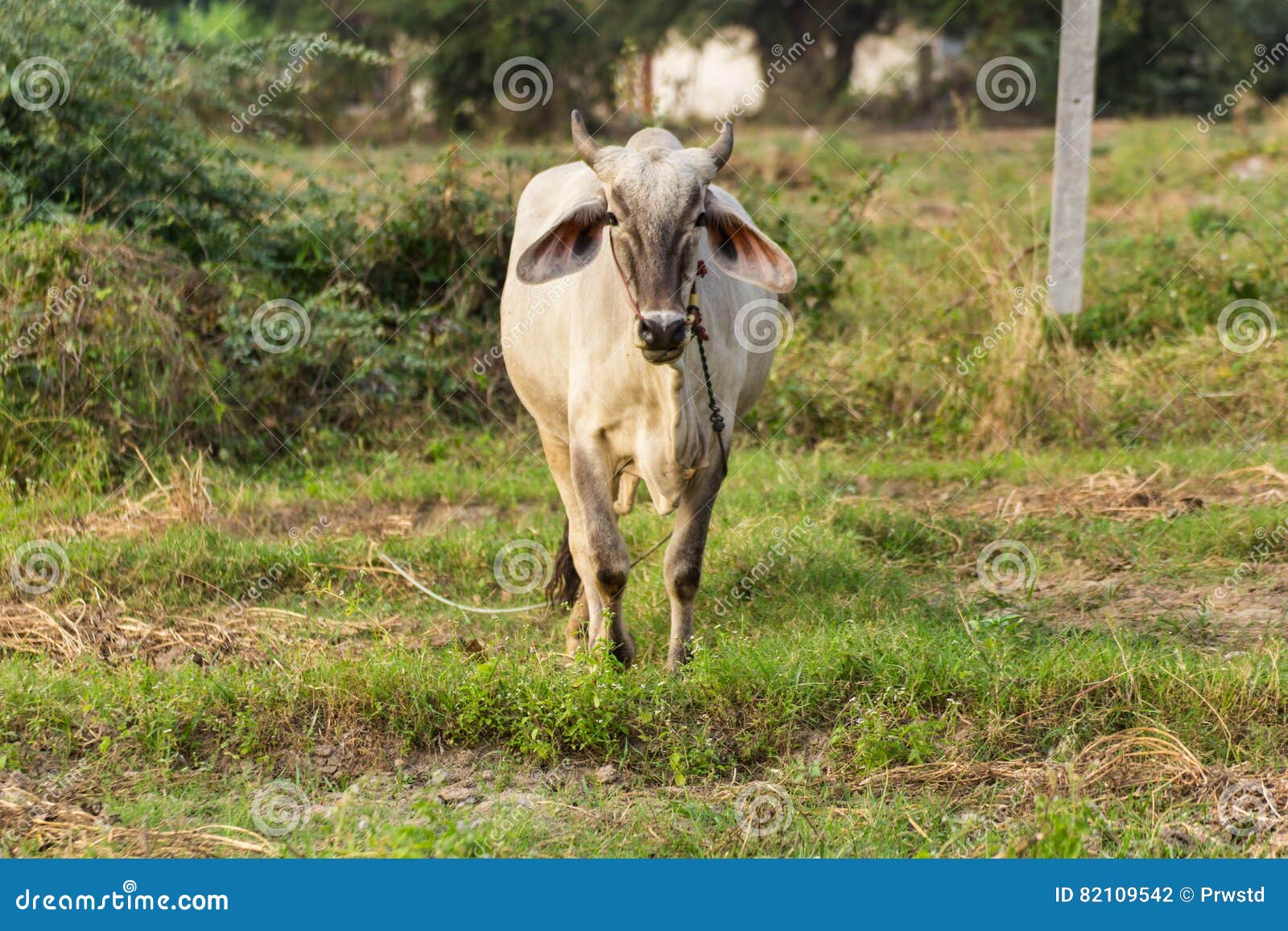 Thai cow in field stock photo. Image of grass, female - 82109542