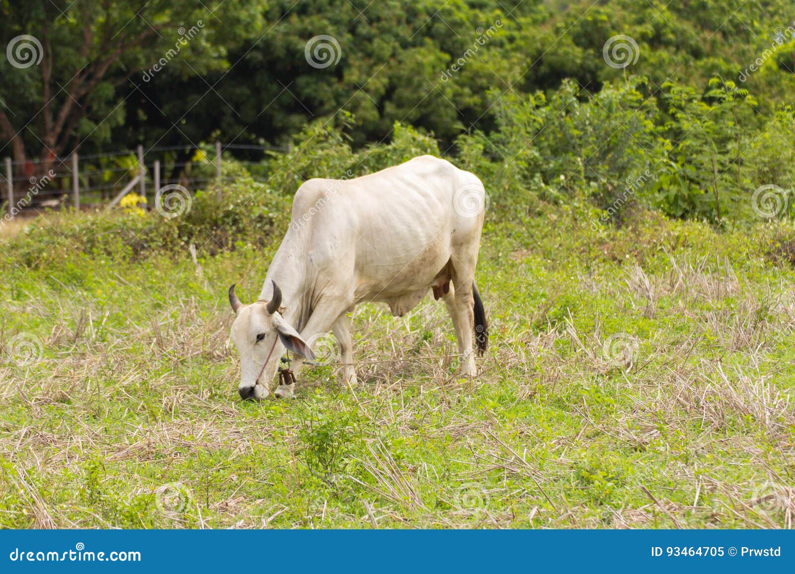 Thai cow in field stock image. Image of baby, asia, barn - 93464705