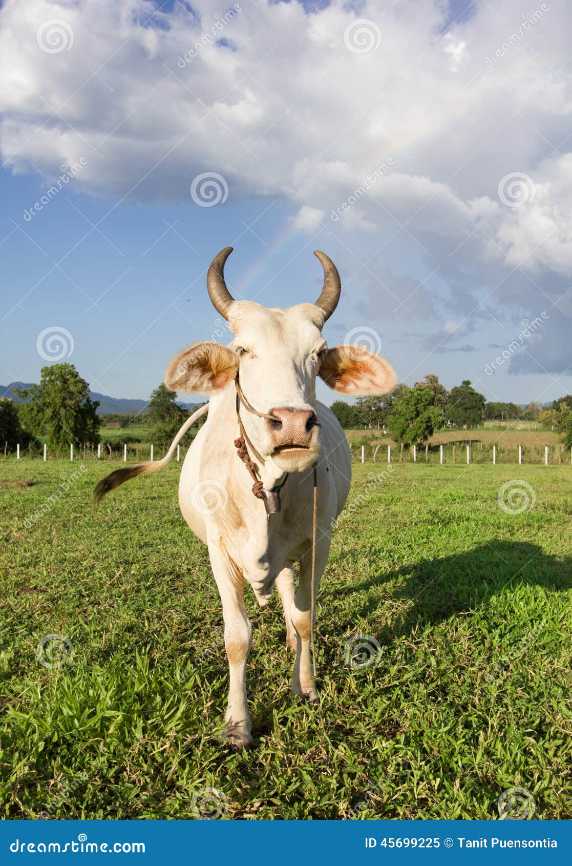 Thai Cow in meadow stock image. Image of natural, field - 45699225