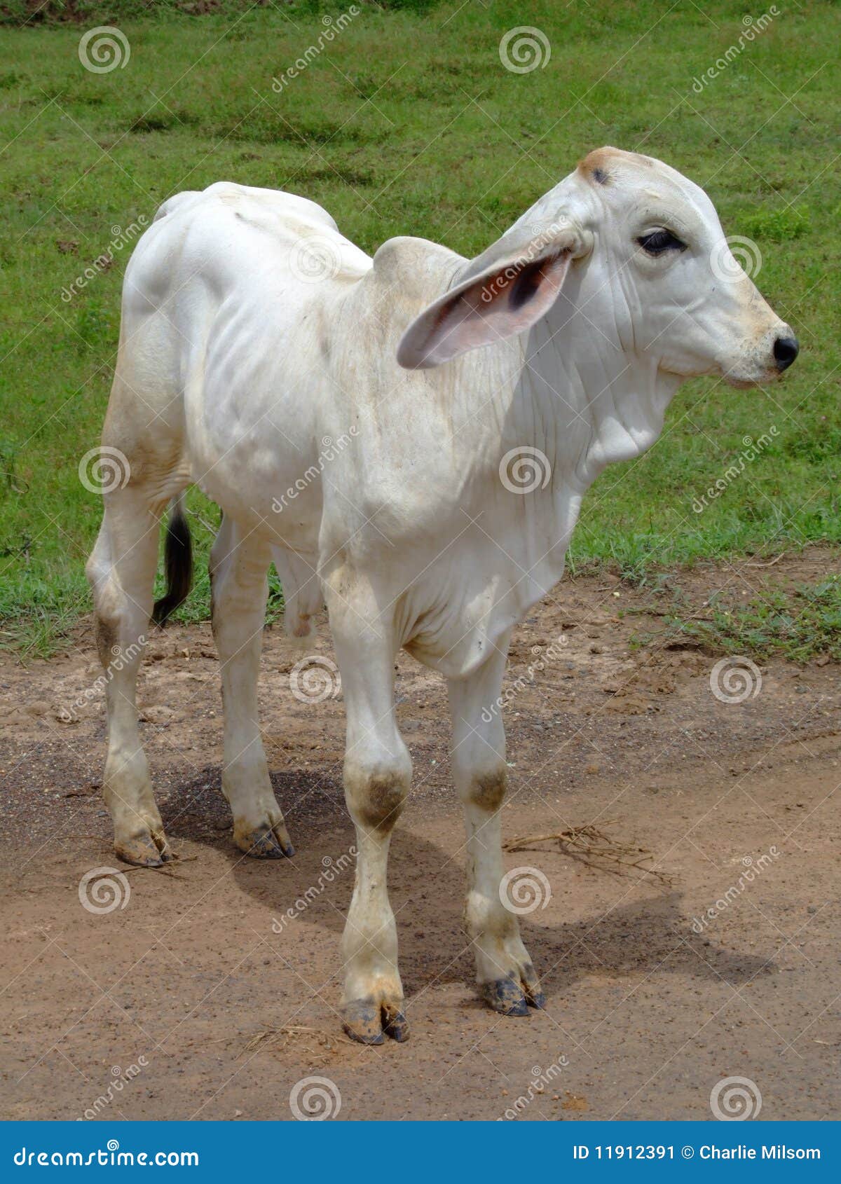 Thai cow, north Thailand. stock image. Image of farmland - 11912391
