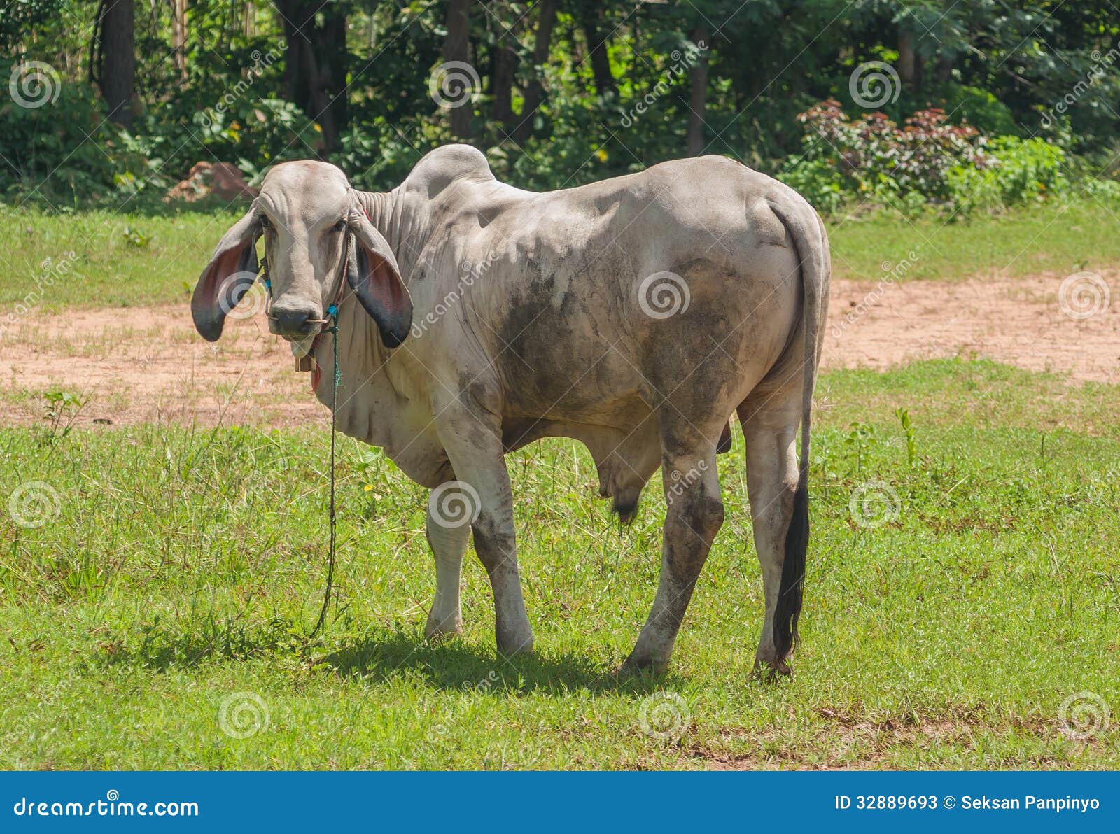 Thai Cow,Northeast, Thailand. Stock Image - Image of strong, thai: 32889693