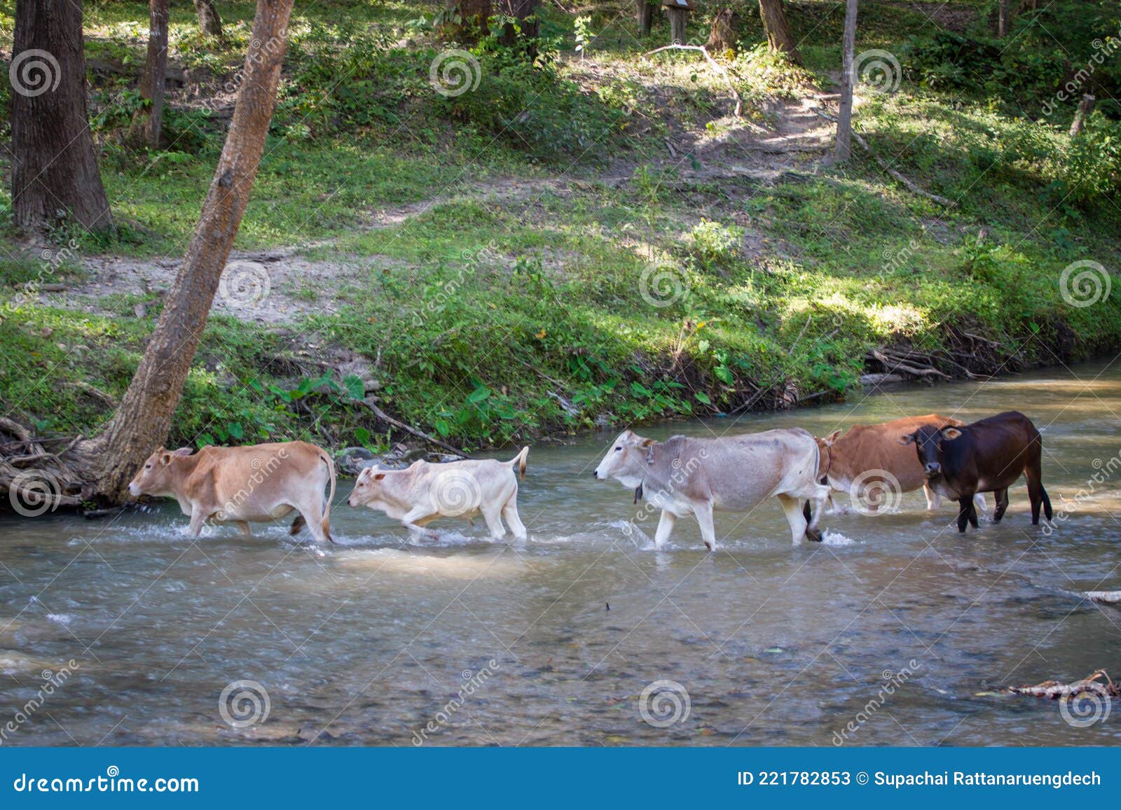 Cows in the River Drink Water Stock Image - Image of rural, farm: 221782853