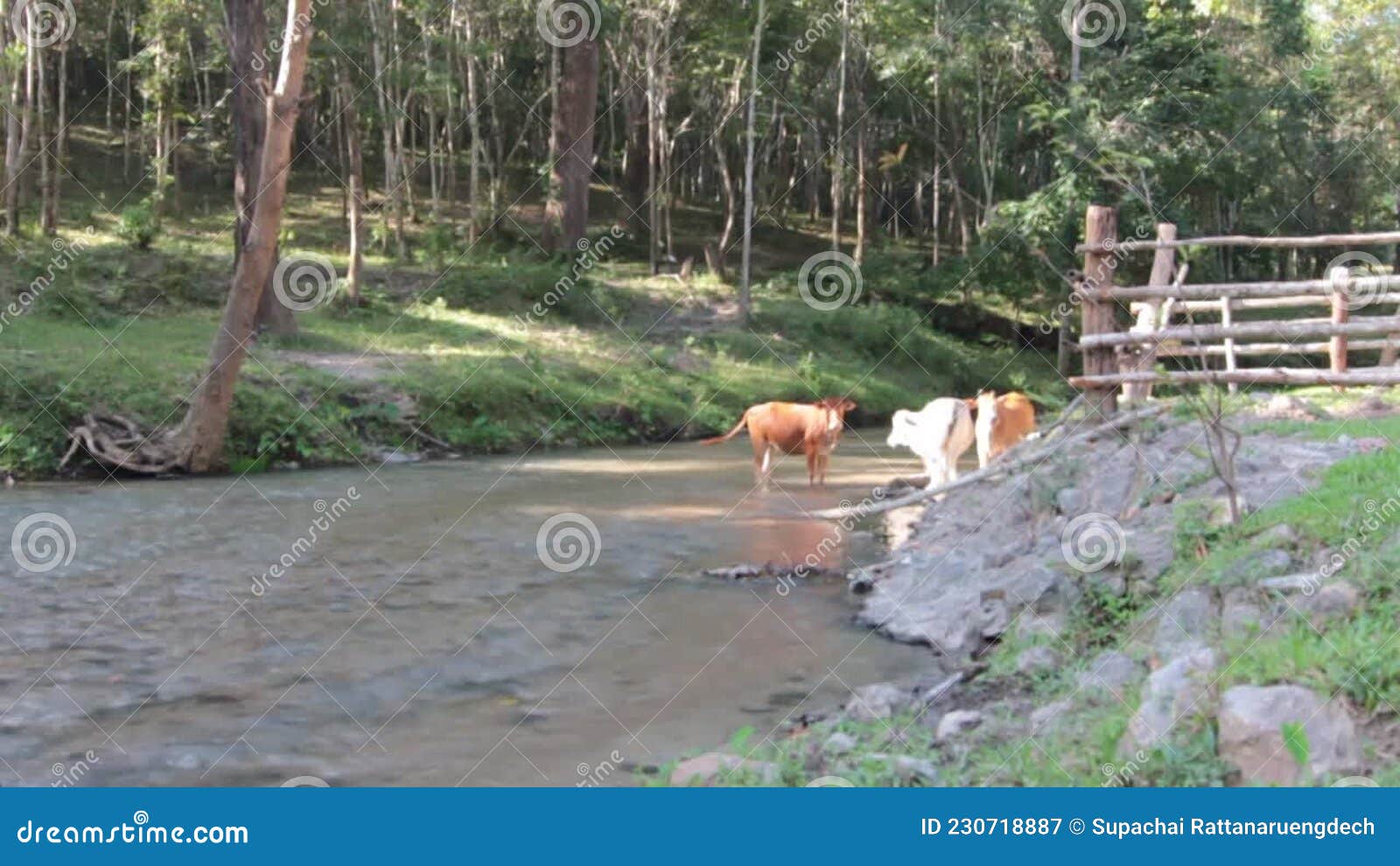 Cows in the River Drink Water Stock Video - Video of animal, river ...