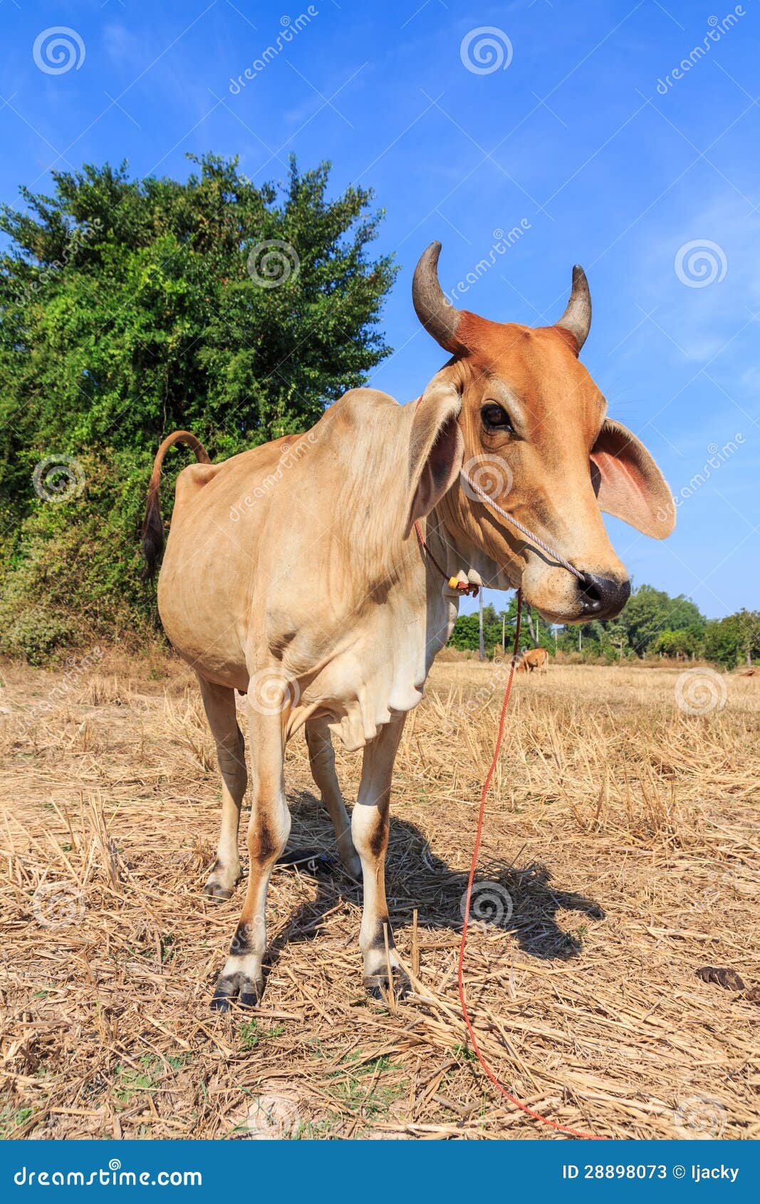 Thai Cow Standing in the Field with Blue Sky Stock Image - Image of ...
