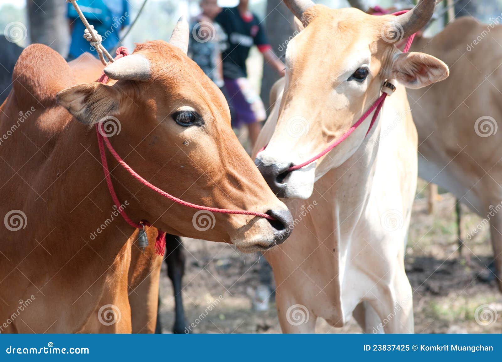Thai cows stock image. Image of color, looking, tropical - 23837425