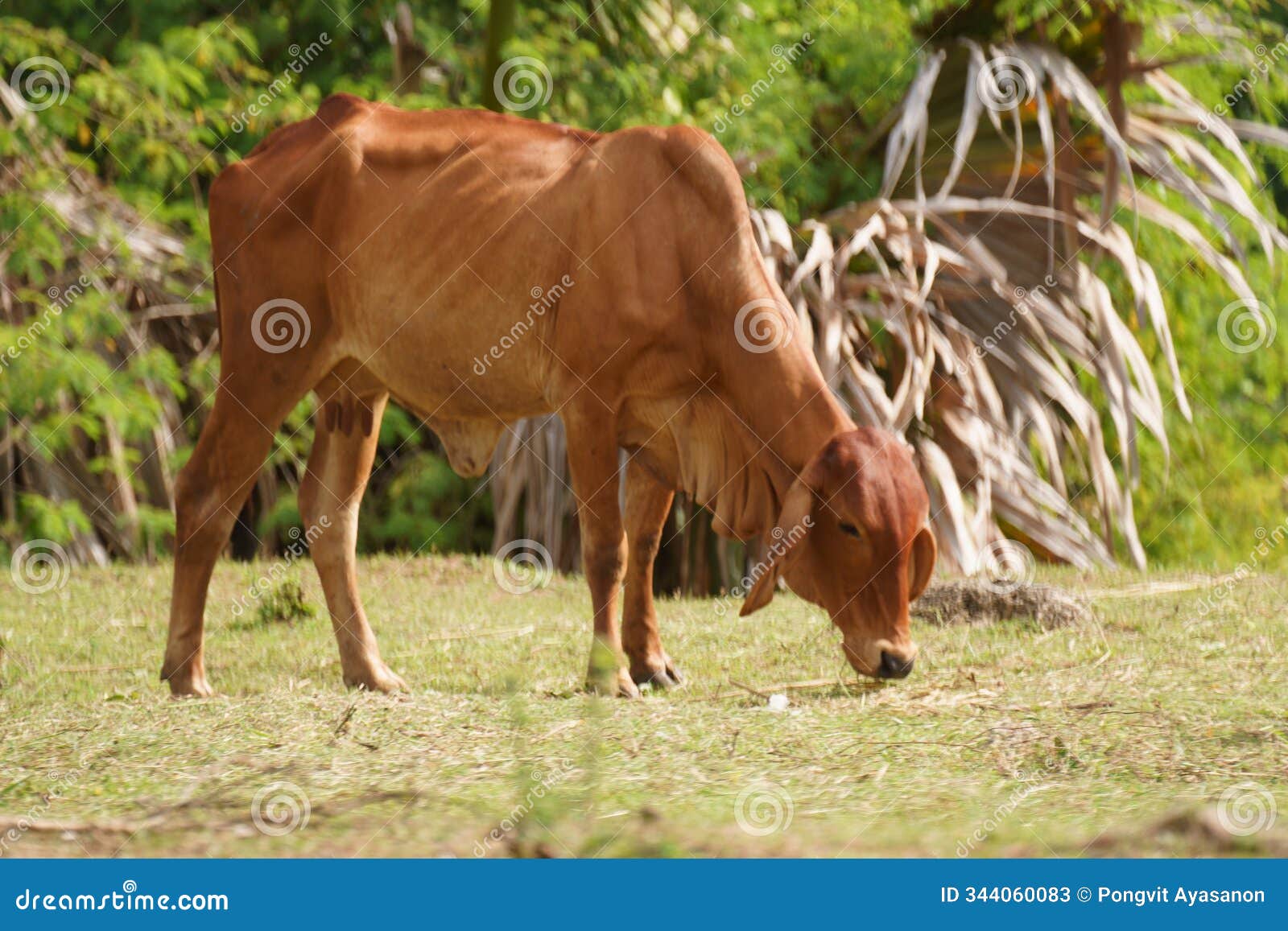 Thai Cows are Eating Grass on the Ground Naturally Stock Image - Image ...