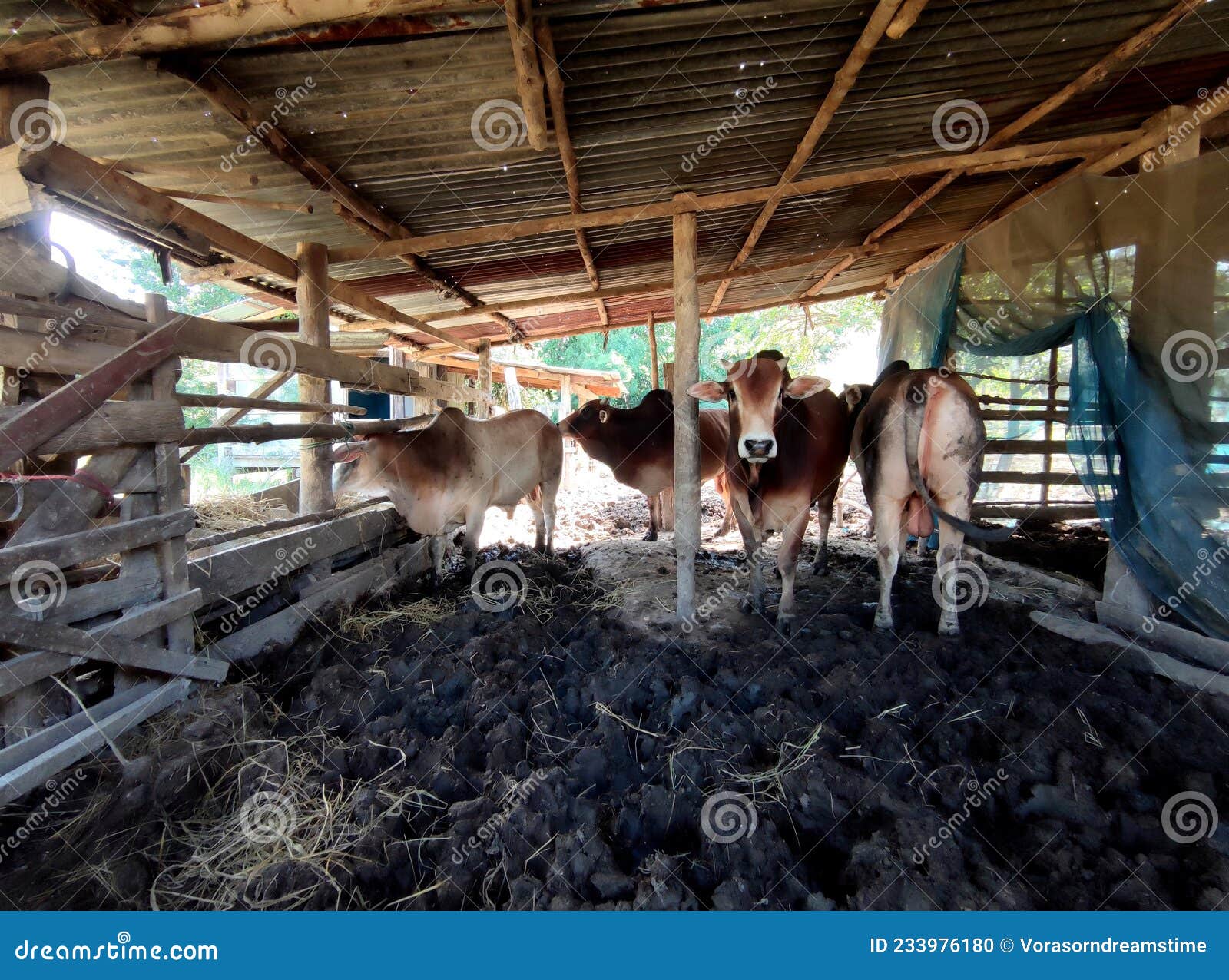Thai Cows are Trapped in the Pen Stock Photo - Image of cows, animals ...