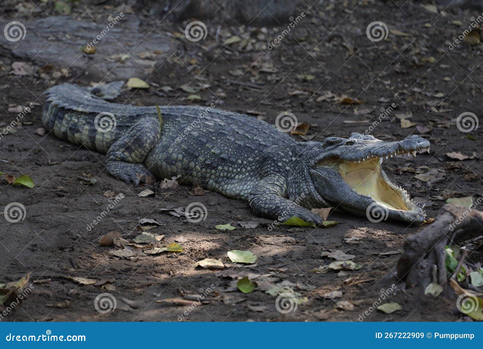 The Thai Crocodile Rest on the Garden Stock Image - Image of tropical ...
