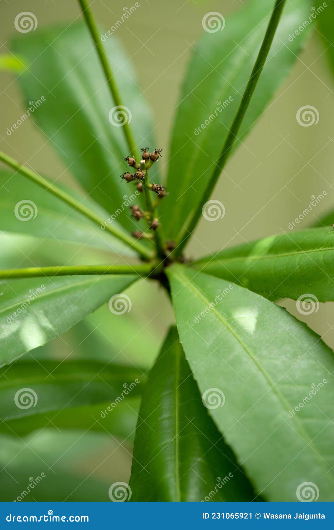 Thai Croton Tree on Nature Background Stock Image - Image of thailand ...