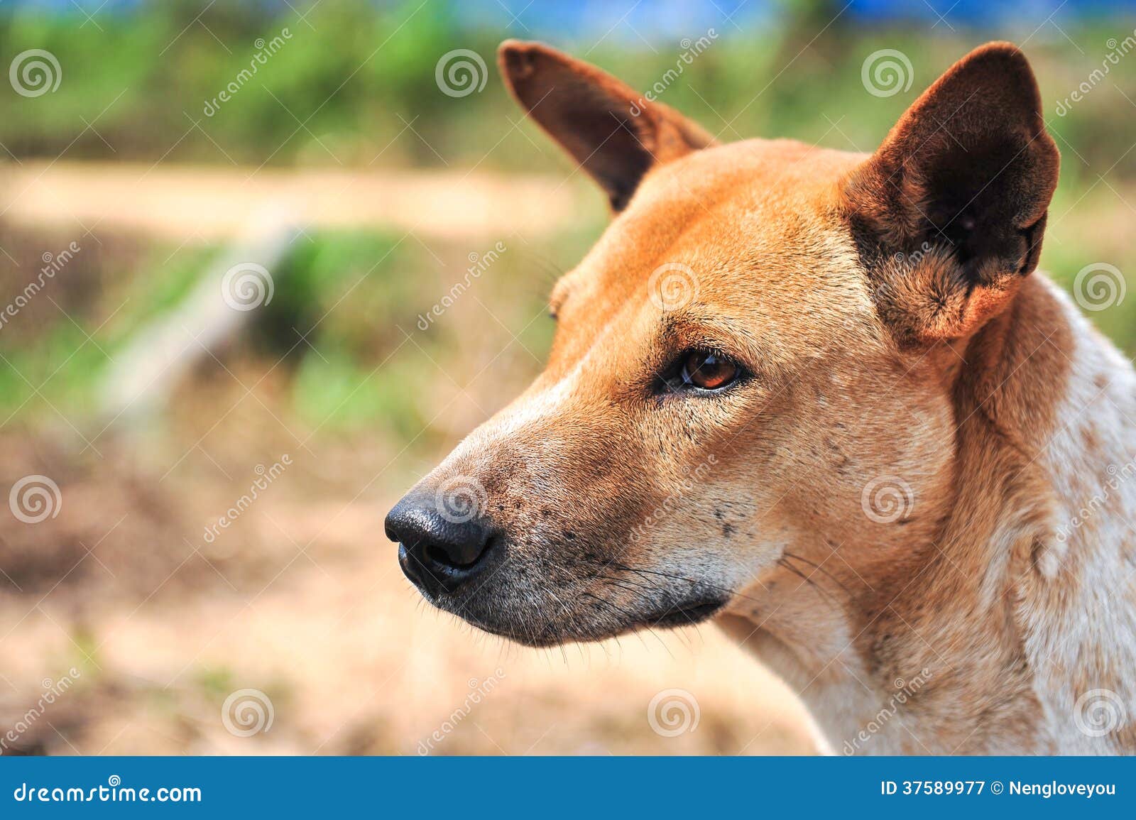 Thai dog stock image. Image of thailand, youth, mammal - 37589977