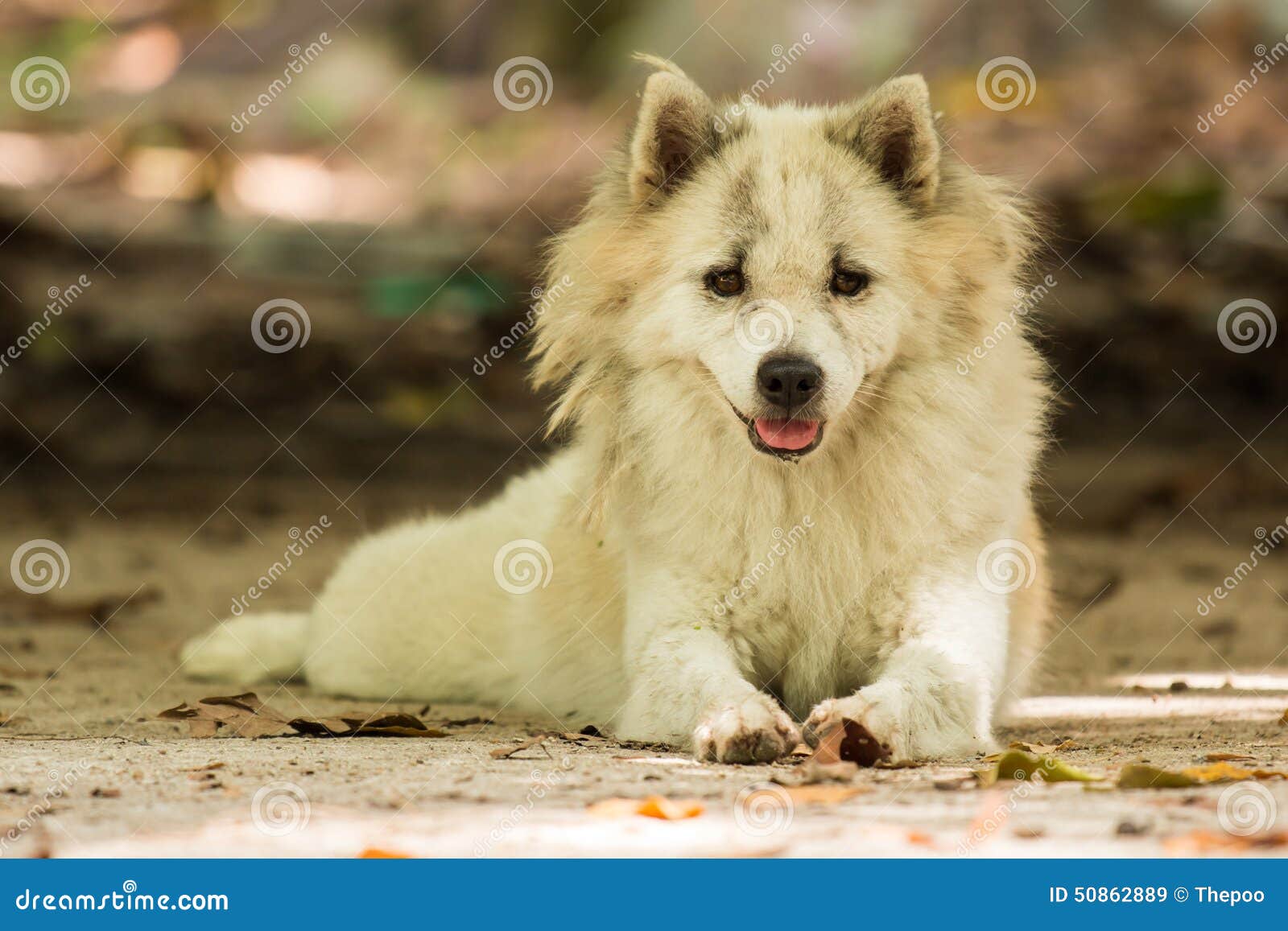 Thai dog. stock image. Image of face, breed, domestic - 50862889