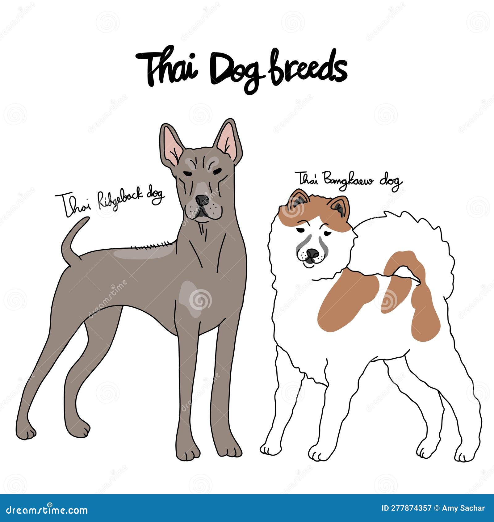 Thai Dog Breed Cartoon Chart Illustration Stock Vector - Illustration ...