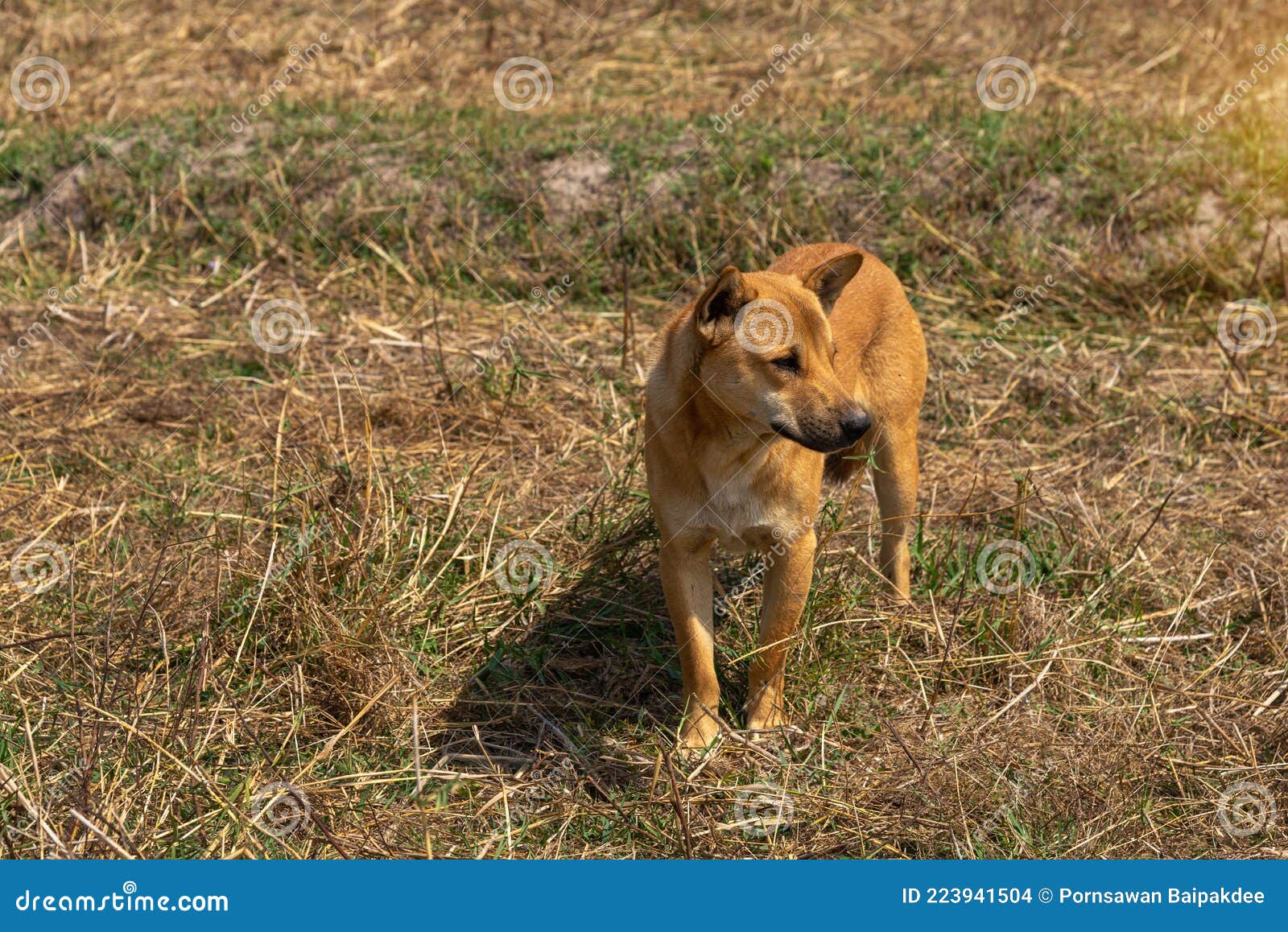 Thai Dog, Brown Dog Standing on the Ground Stock Photo - Image of ...