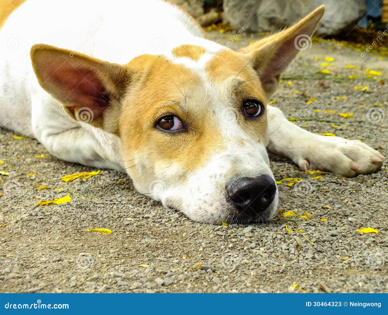 Thai dog stock image. Image of hair, color, park, beauty - 30464323