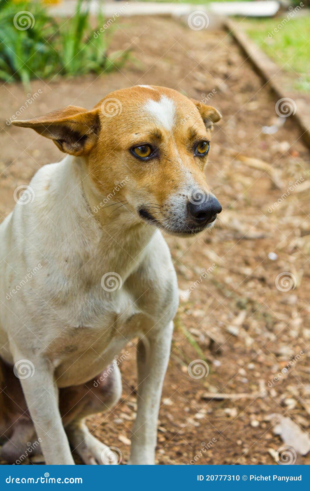 Thai dog is friendly stock photo. Image of eyes, evening - 20777310