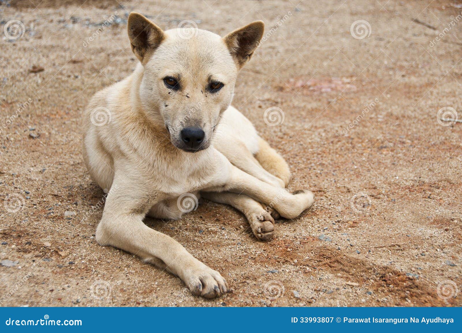 Thai dog. stock image. Image of up, animal, nature, close - 33993807