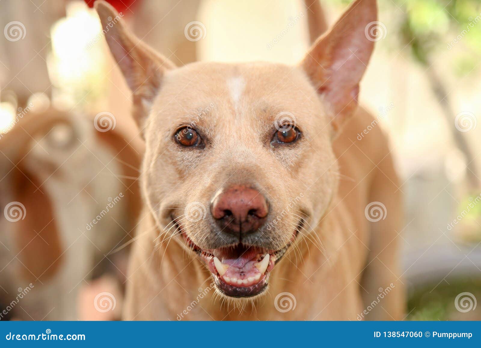 Thai dog look me. stock photo. Image of background, animal - 138547060