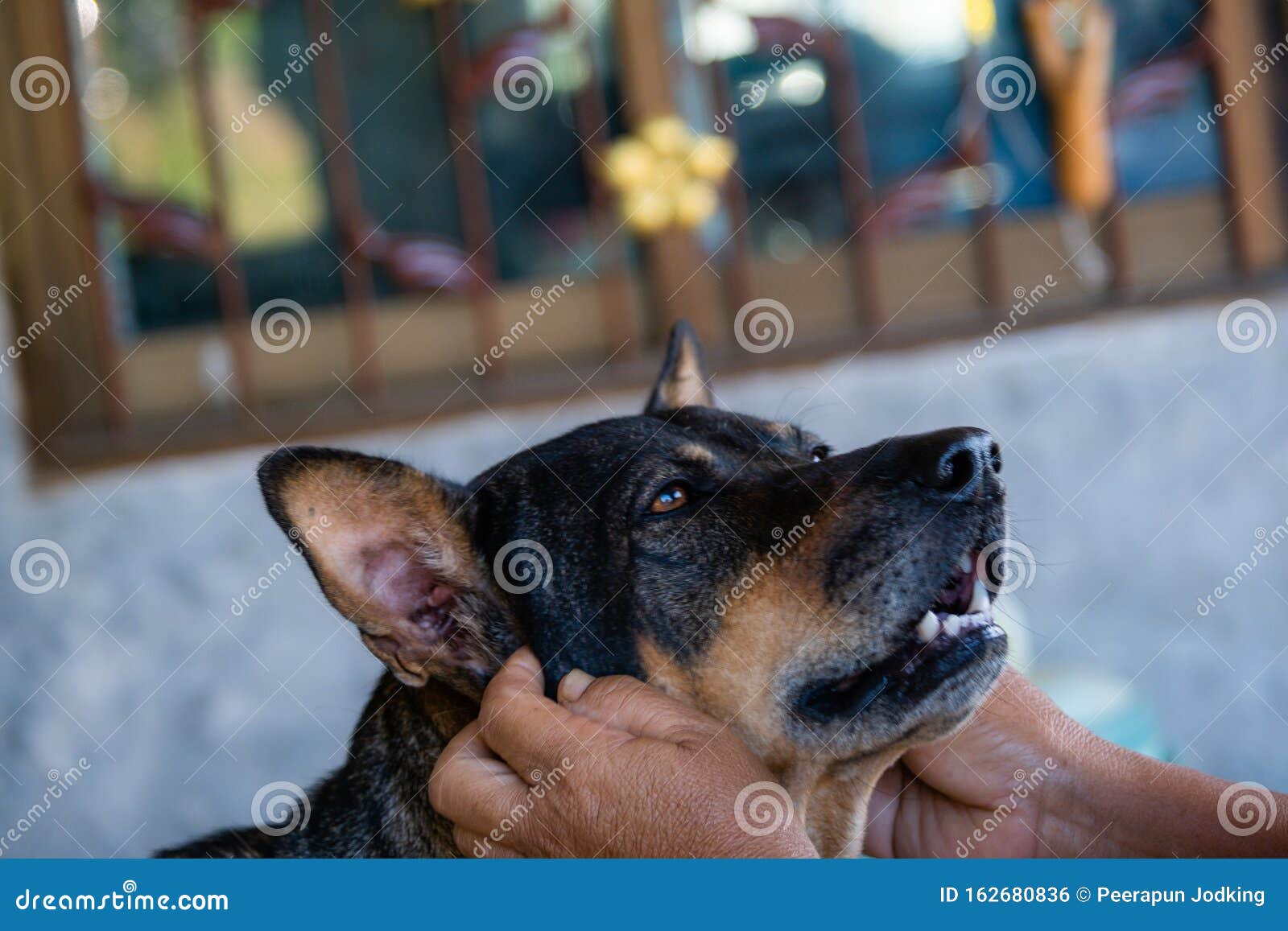 A Thai Dog is Pat Its Head by Human in the Morning Stock Photo - Image ...